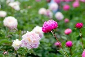 5月14日は何の日 記念日 出来事 誕生日 何の日ガイド